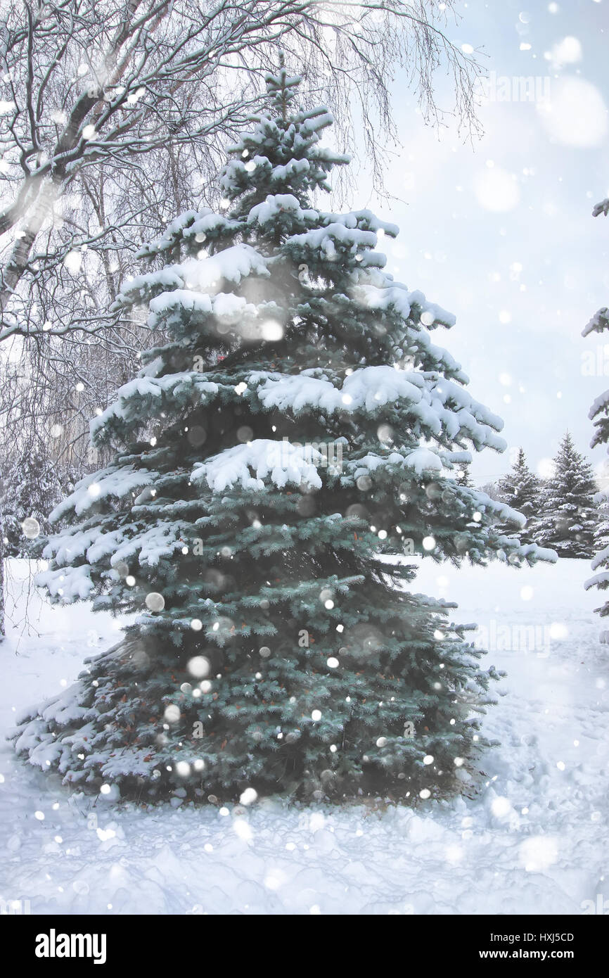 winter fir tree snow Stock Photo - Alamy