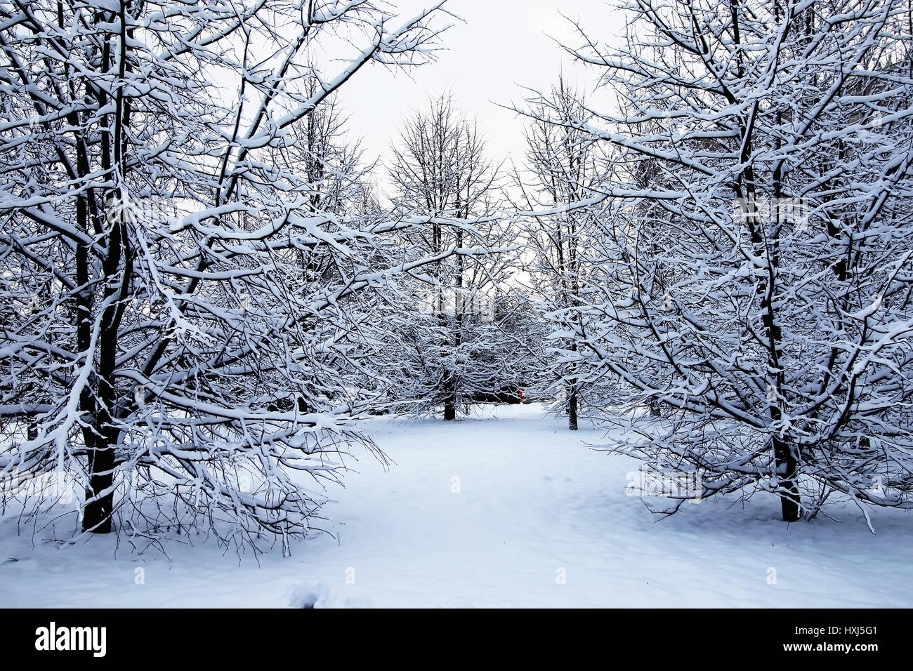winter tree bare under snow Stock Photo - Alamy