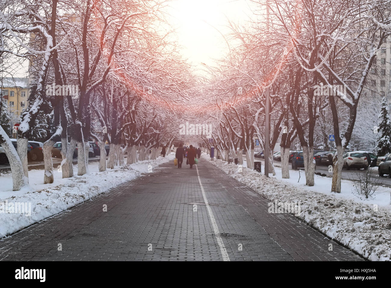 pedestrian way tree winter Stock Photo - Alamy