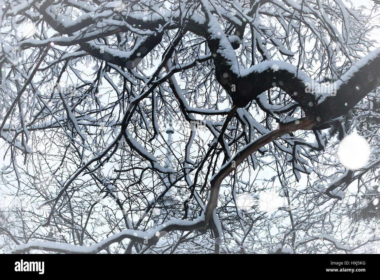 bare branches of winter trees Stock Photo - Alamy