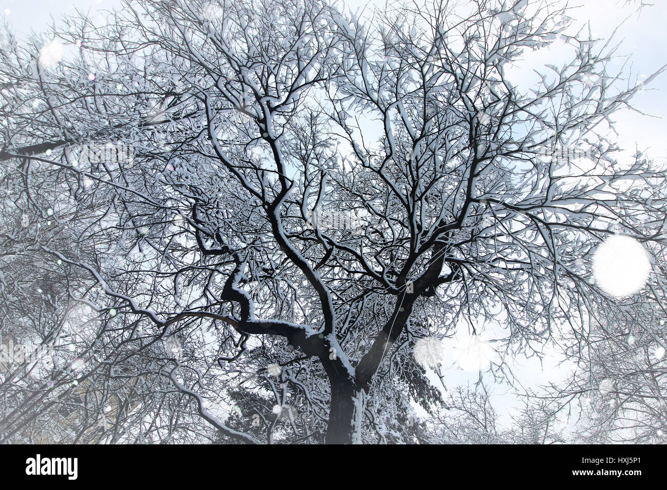 bare branches of winter trees Stock Photo - Alamy