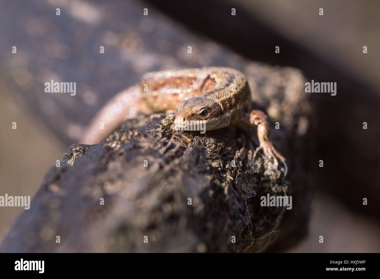 Viviparous lizard (Zootoca vivipara) head on, on burnt gorse. Lizard in ...
