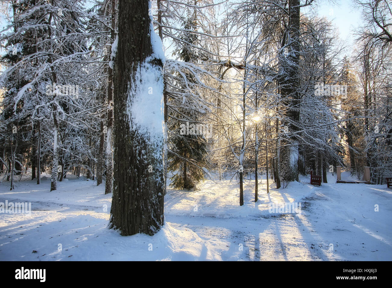 winter forest landscape sunlight snow Stock Photo - Alamy