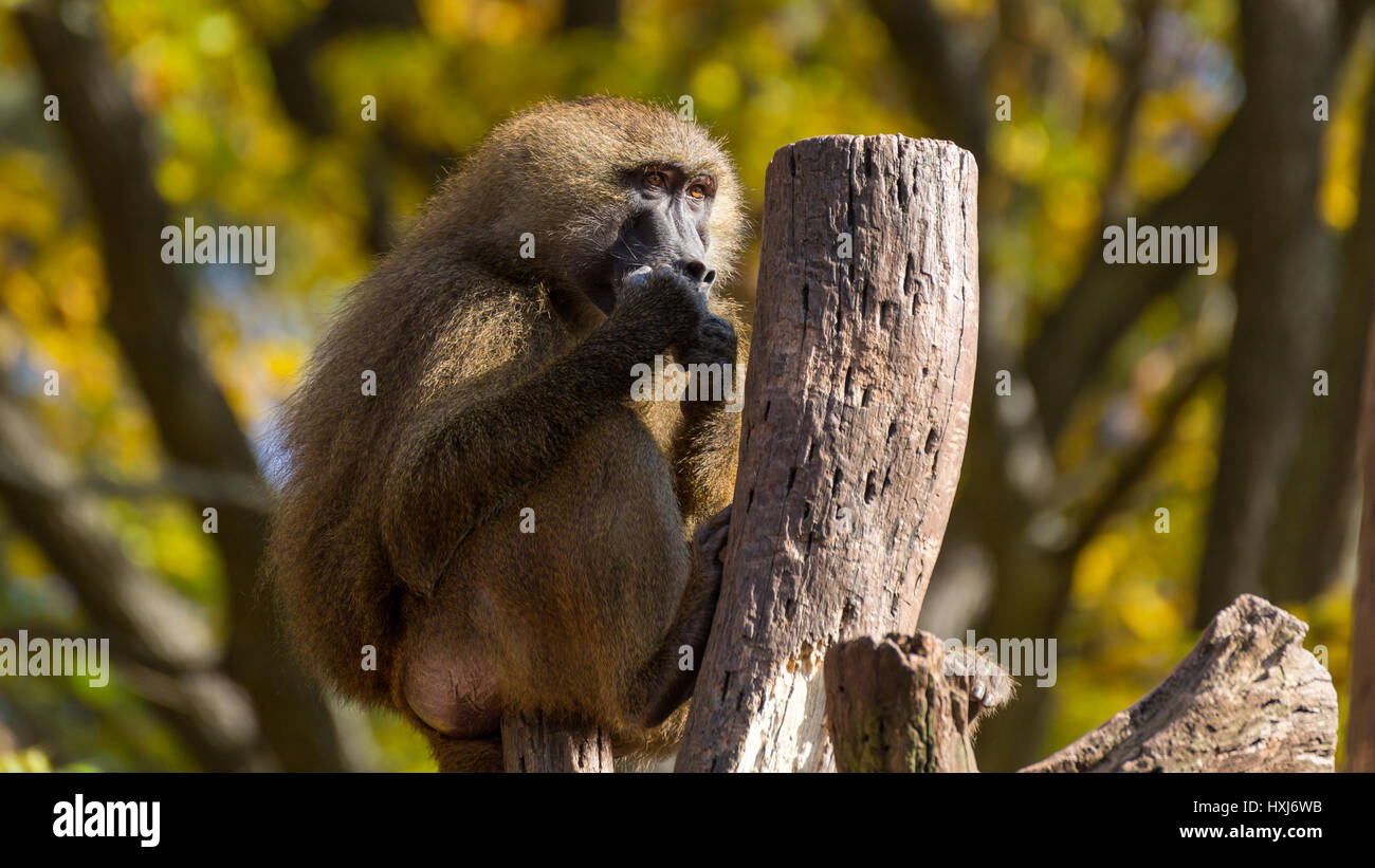 Pavian hi-res stock photography and images - Alamy