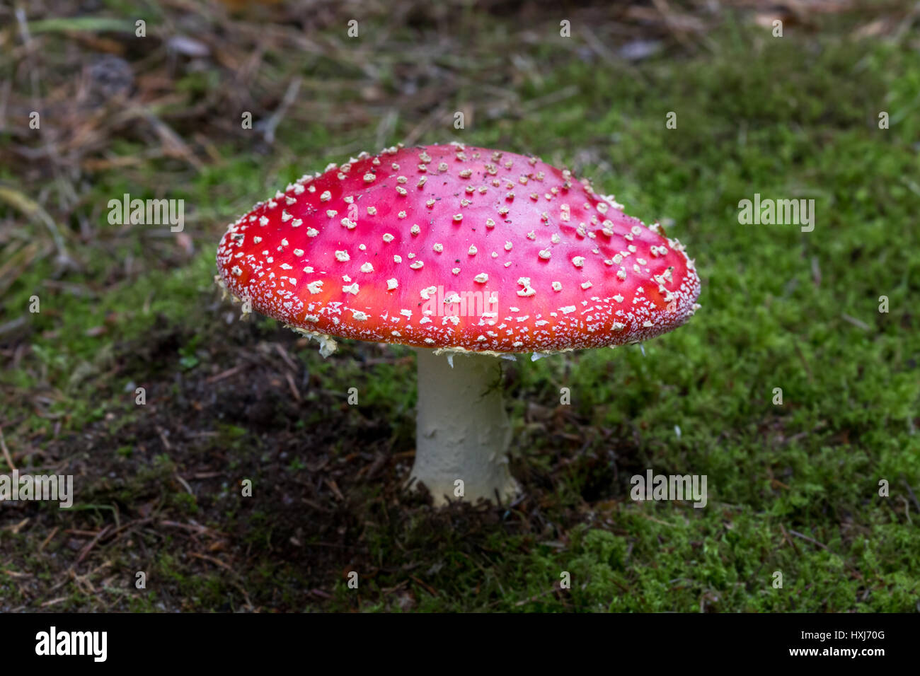 poisonous mushroom Stock Photo - Alamy poisonous mushroom Stock Photo - Alamy