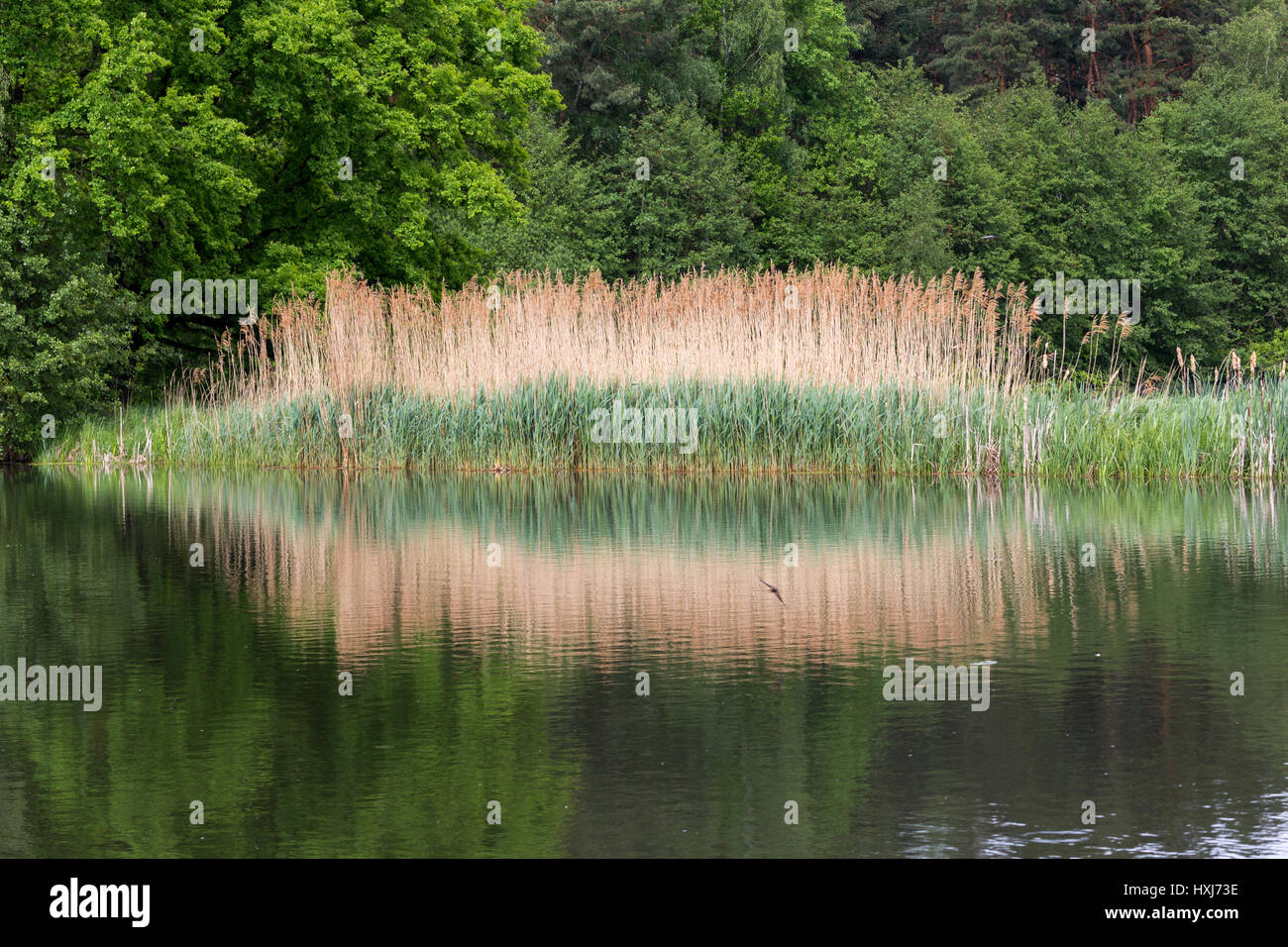 pond with reed Stock Photo - Alamy