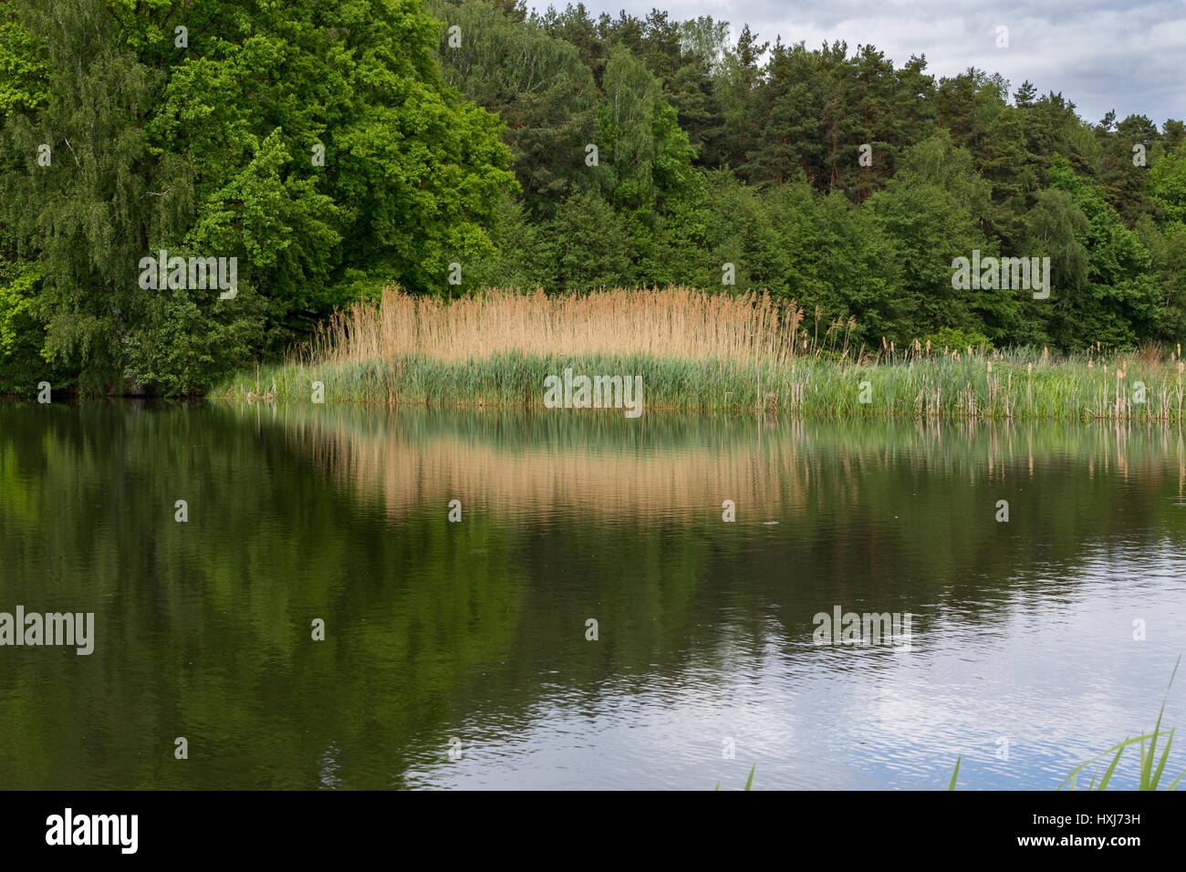 pond with reed Stock Photo - Alamy