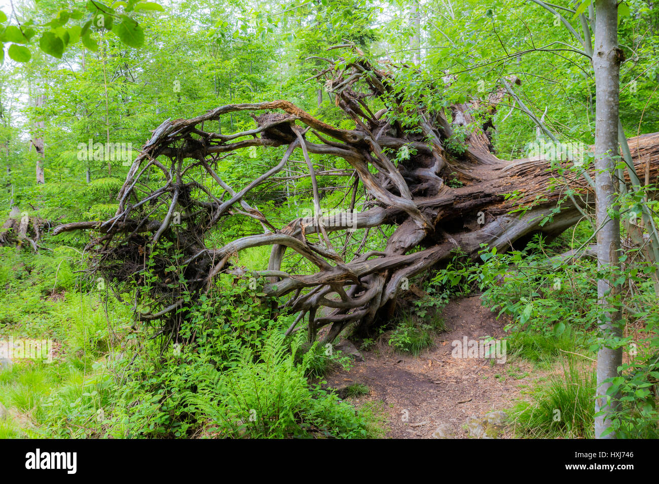 Bavarian trees hi-res stock photography and images - Alamy