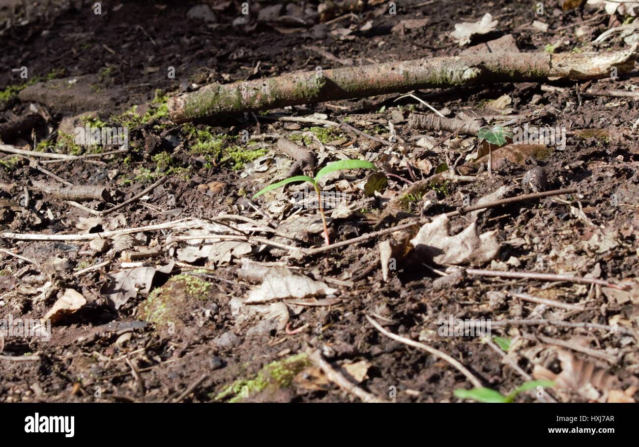 First Sign of Life in Spring, Snuff Mills, Bristol Stock Photo - Alamy