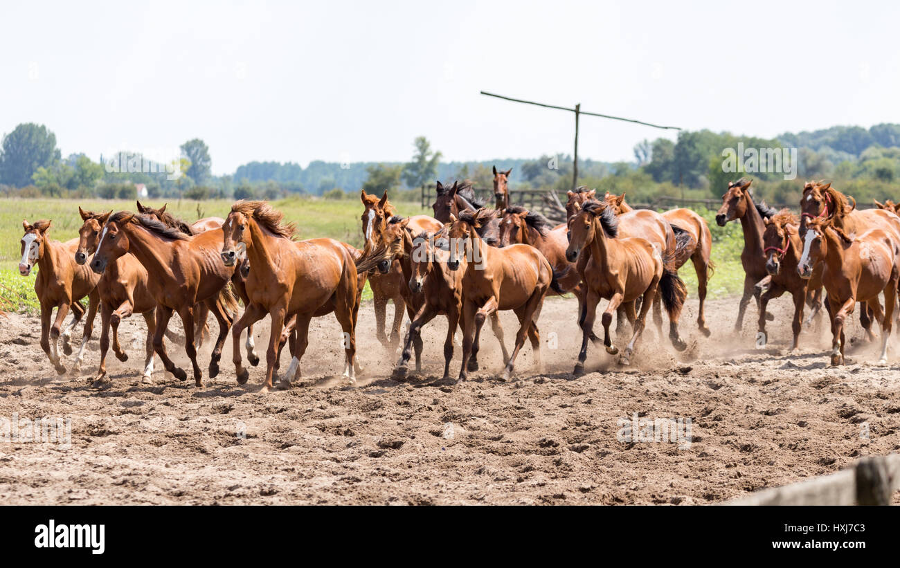 Hungarian horses hi-res stock photography and images - Alamy