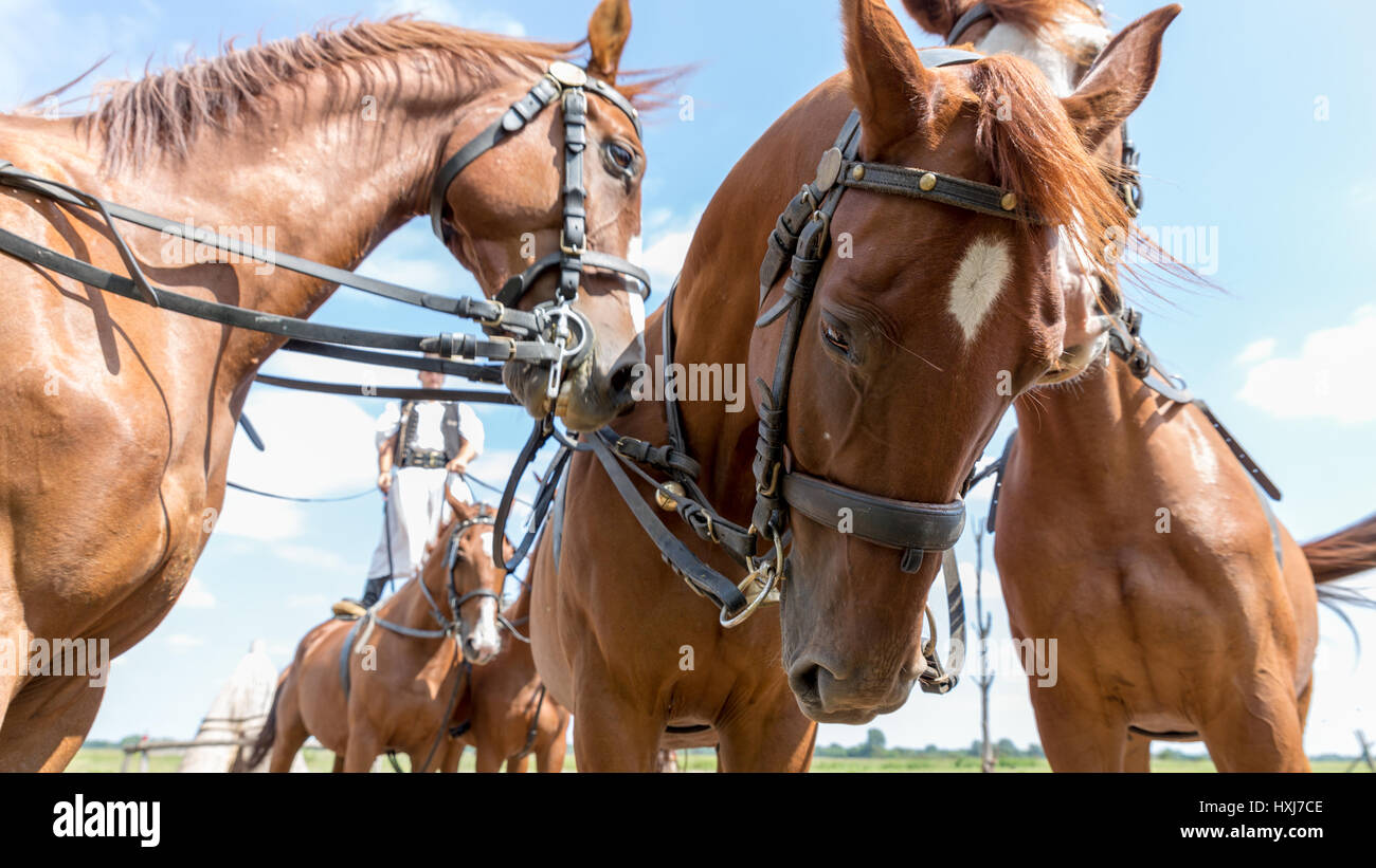 Puszta horses hi-res stock photography and images - Alamy