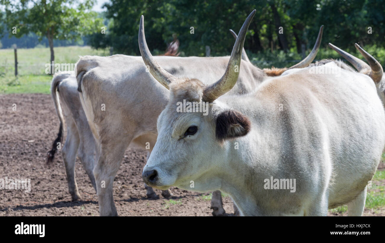 hungarian grey cattle Stock Photo - Alamy
