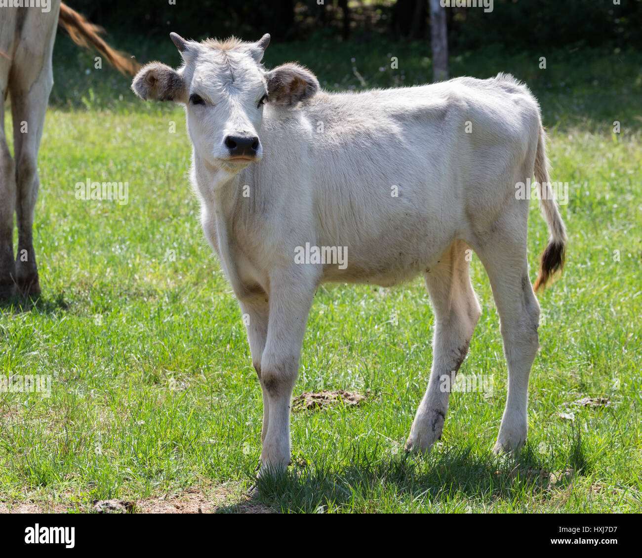 Grey cattle hi-res stock photography and images - Alamy
