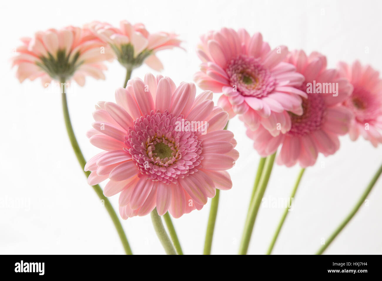 Pink gerberas hi-res stock photography and images - Alamy