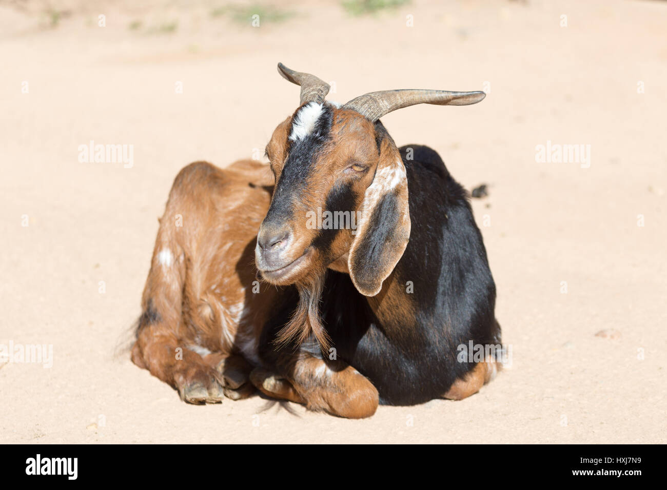 resting goat in the sun Stock Photo - Alamy