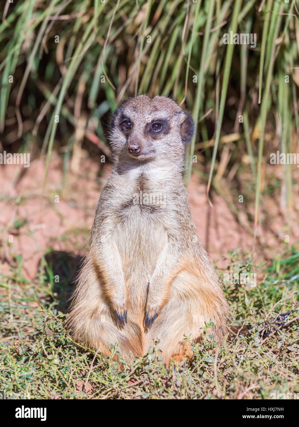 Guardian watchmen hi-res stock photography and images - Alamy