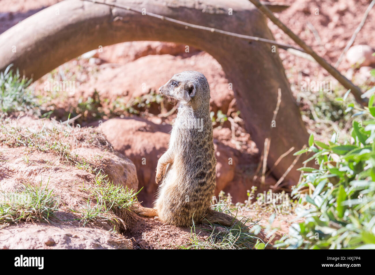 Guardian watchmen hi-res stock photography and images - Alamy