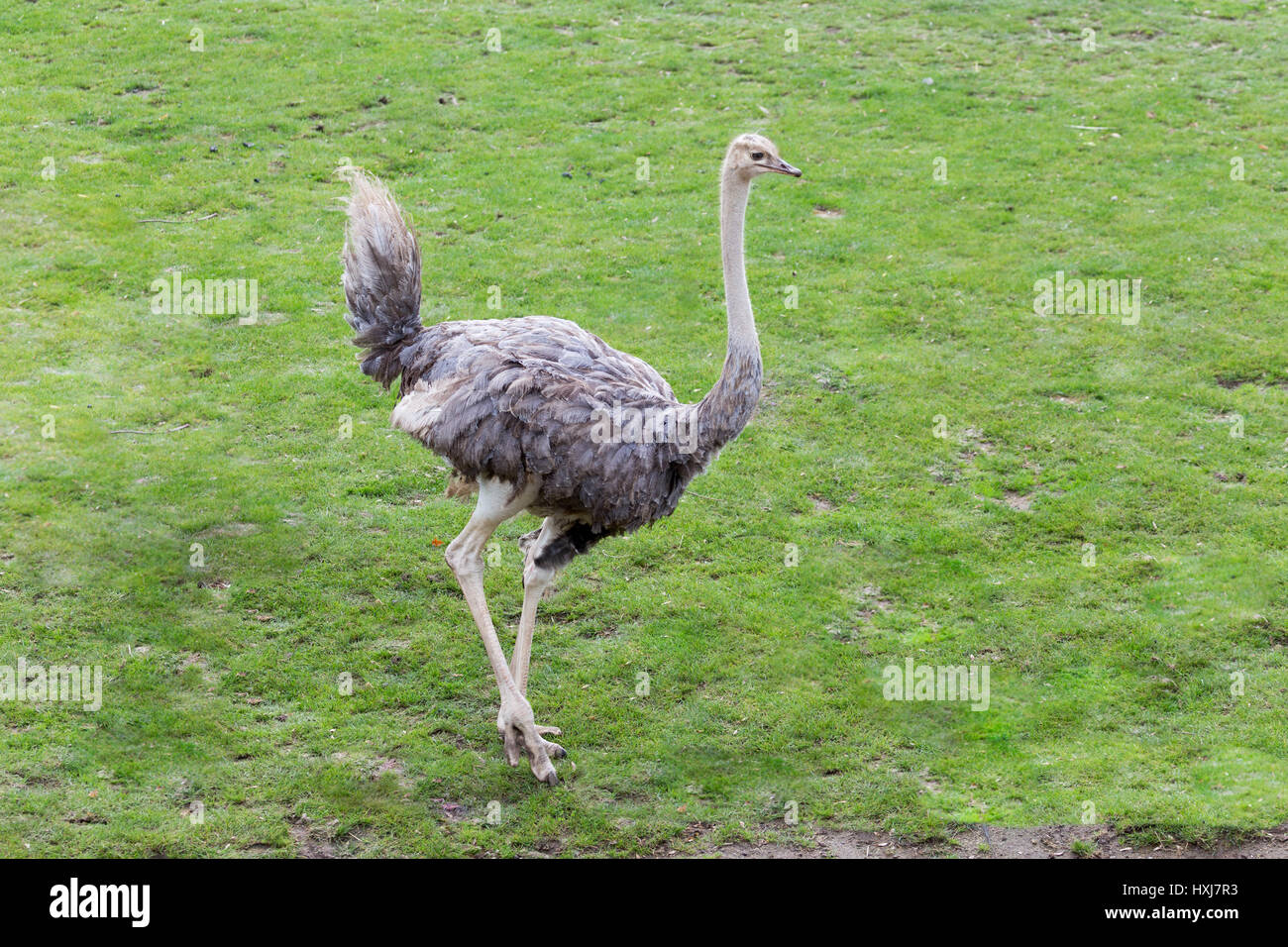 Ostrich beautiful portrait hi-res stock photography and images - Alamy