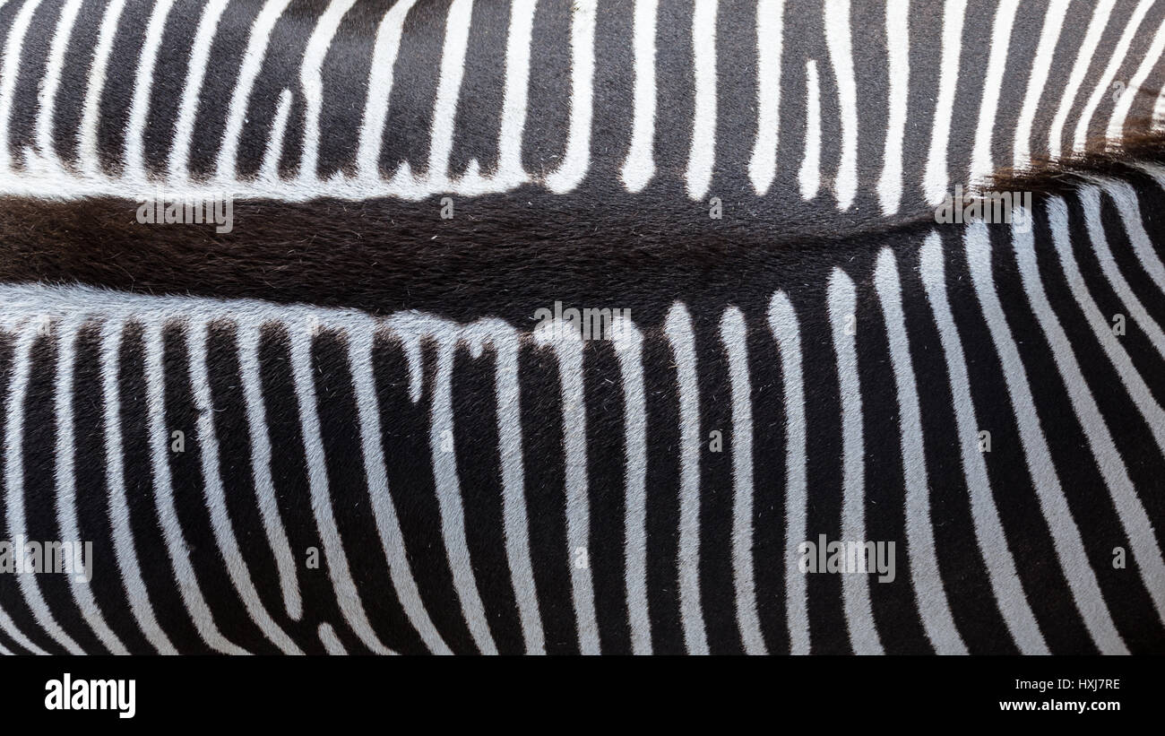 Zebra skin hi-res stock photography and images - Alamy