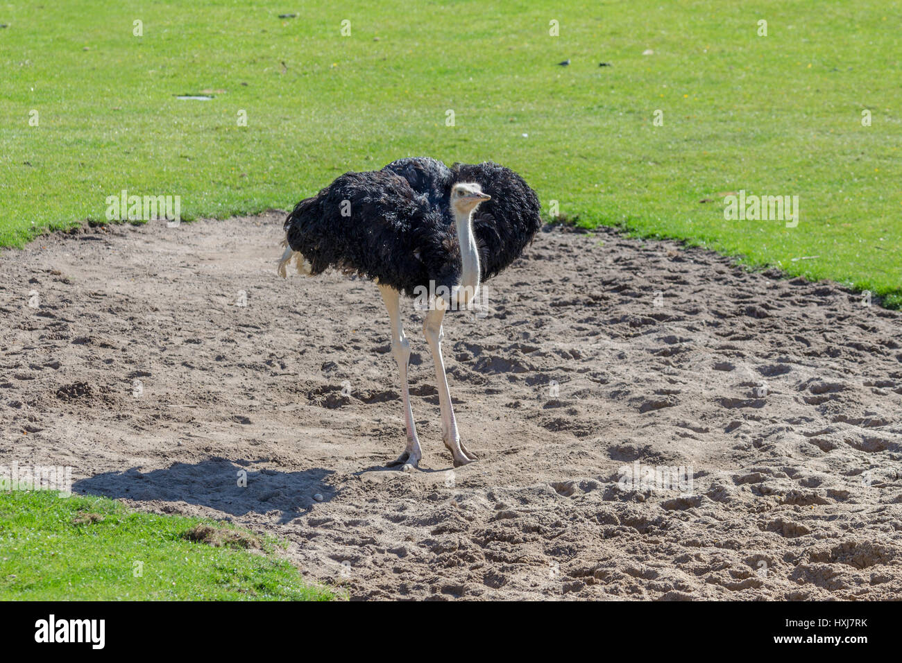 East african ostrich hi-res stock photography and images - Alamy