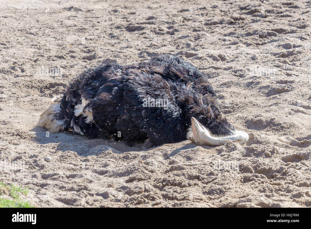 The ostrich the soft feathered hi-res stock photography and images - Alamy