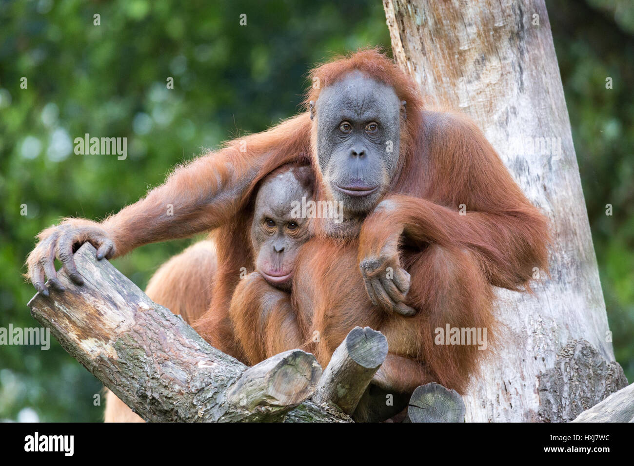 Anthropoid Apes Star Trek