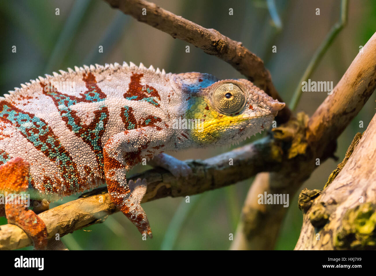 Chamelion hi-res stock photography and images - Alamy