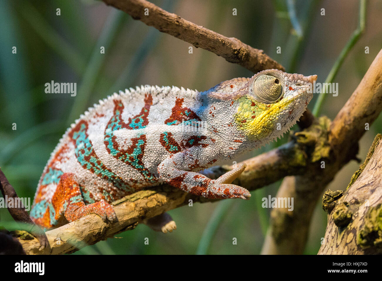 chamelion resting on a twig Stock Photo - Alamy