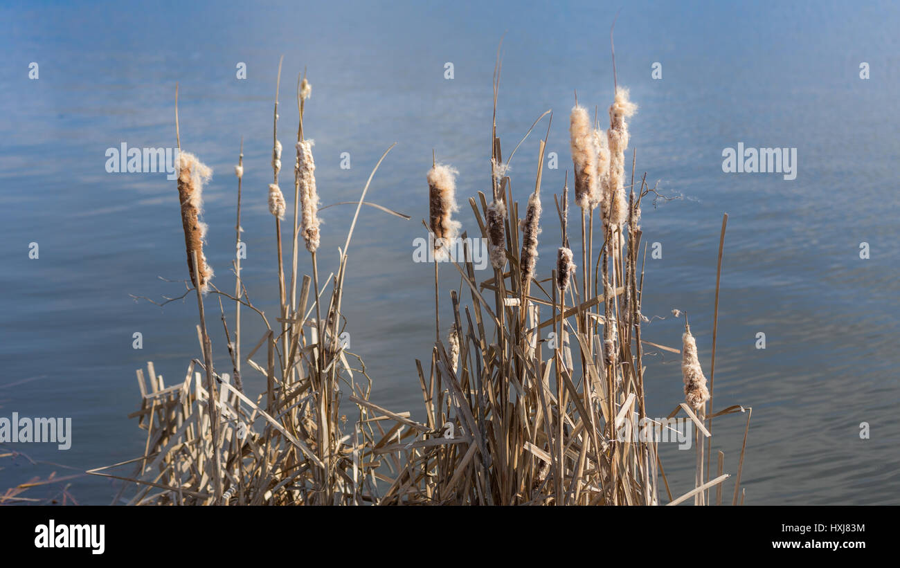 Cattails hi-res stock photography and images - Alamy