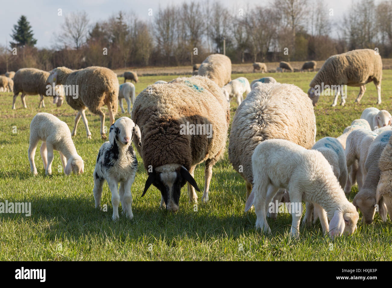 Herd of lamb hi-res stock photography and images - Alamy