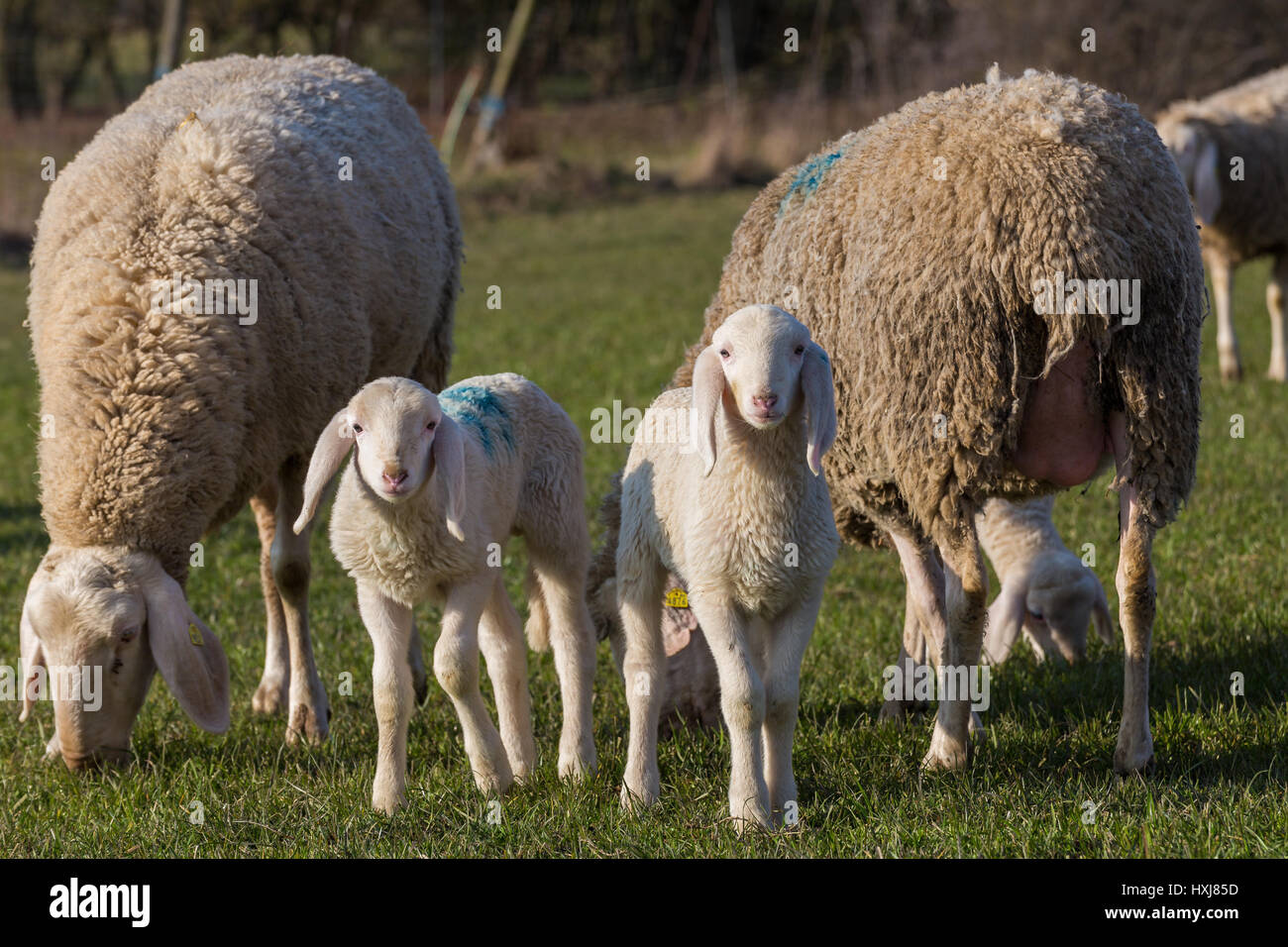 Herd of lamb hi-res stock photography and images - Alamy