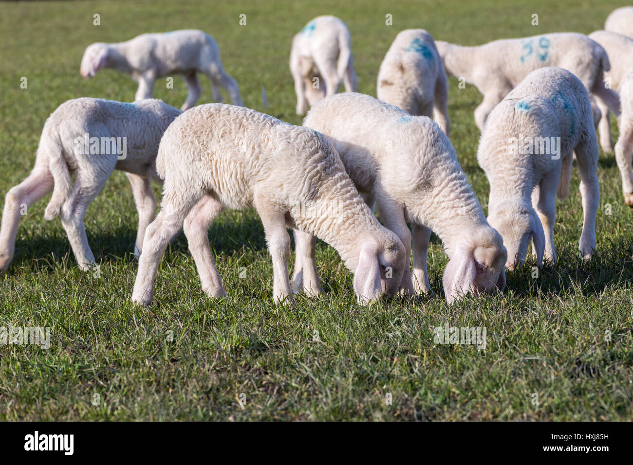 Herd of lamb hi-res stock photography and images - Alamy