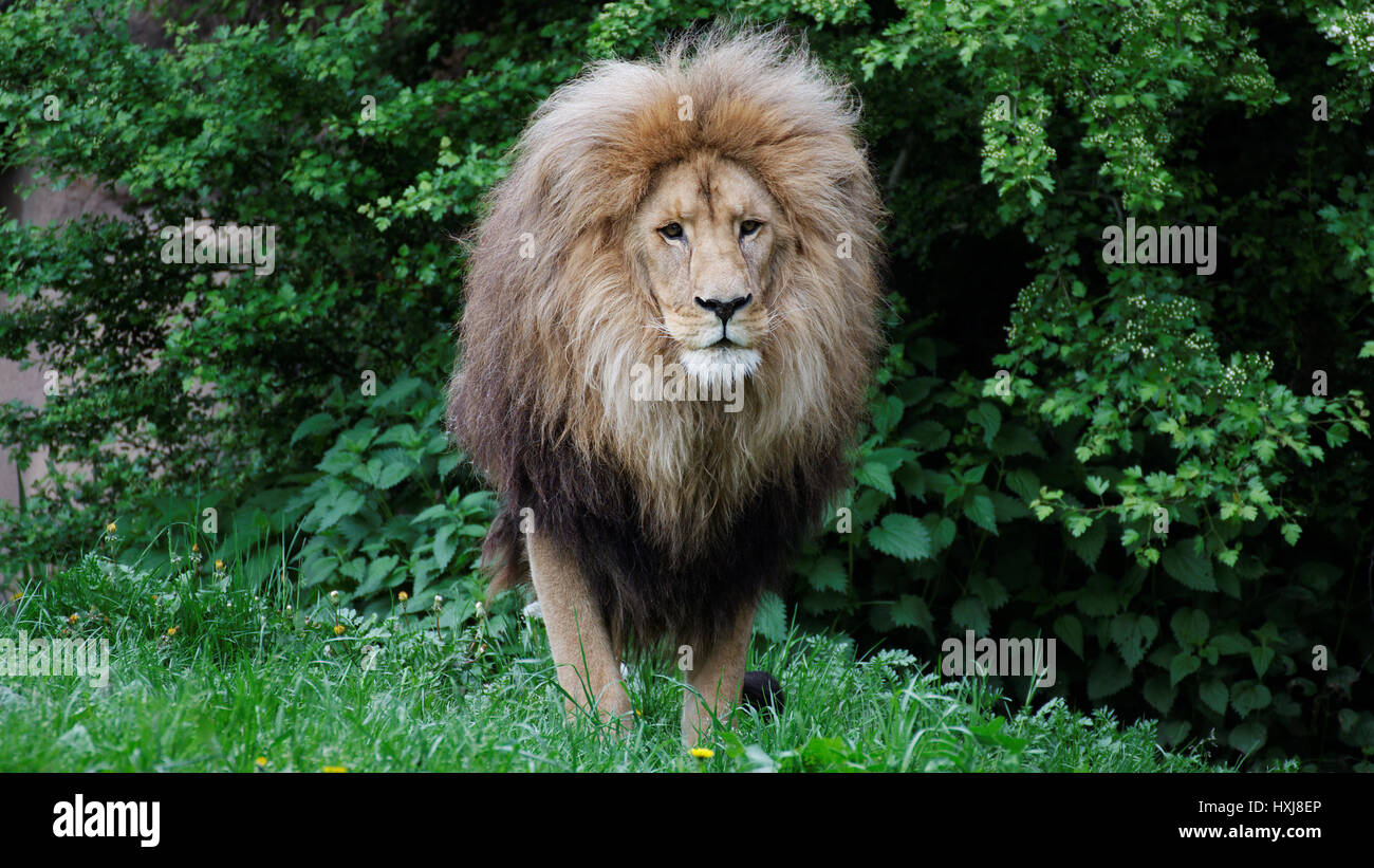 Majestic lion hi-res stock photography and images - Alamy
