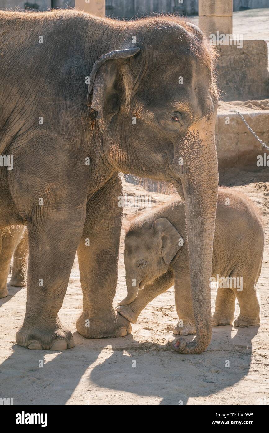Hanover, Germany. 27th Mar, 2017. Elephants play in the zoo in Hanover ...