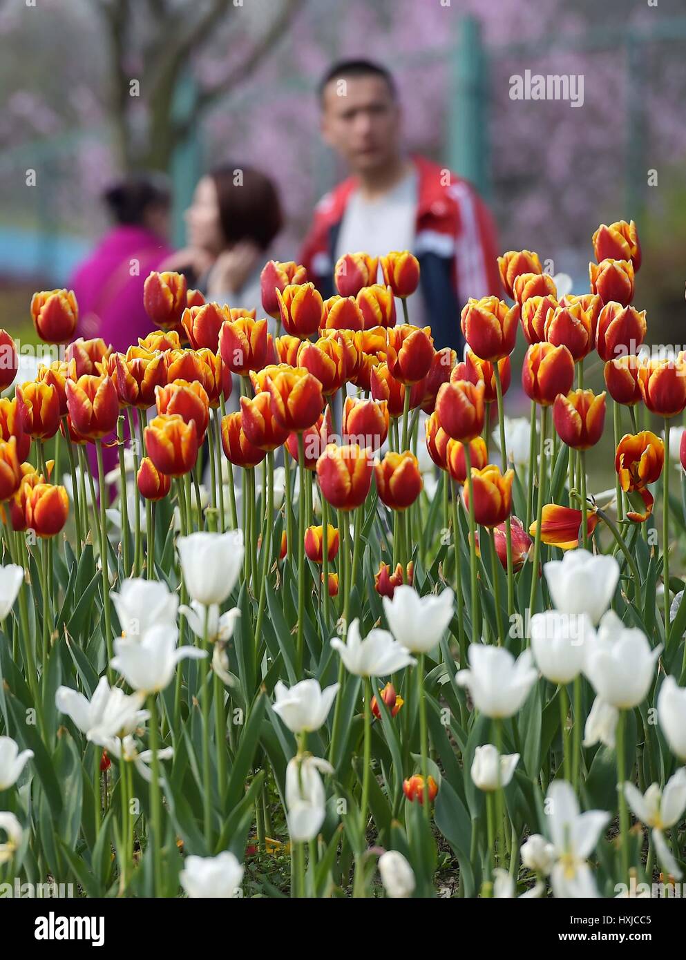 Chengdu, China's Sichuan Province. 28th Mar, 2017. Tourists walk past ...