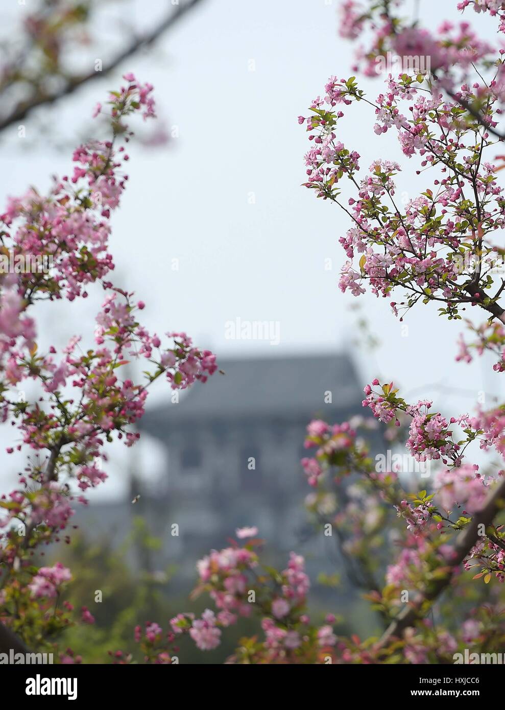 Bloom 28 hi-res stock photography and images - Alamy