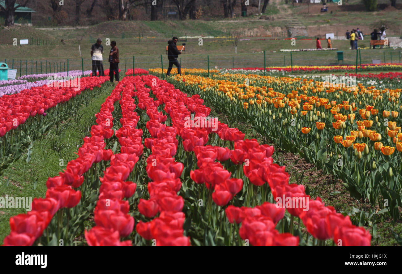 Kashmir Valley Flowers Stock Photos & Kashmir Valley Flowers Stock ...