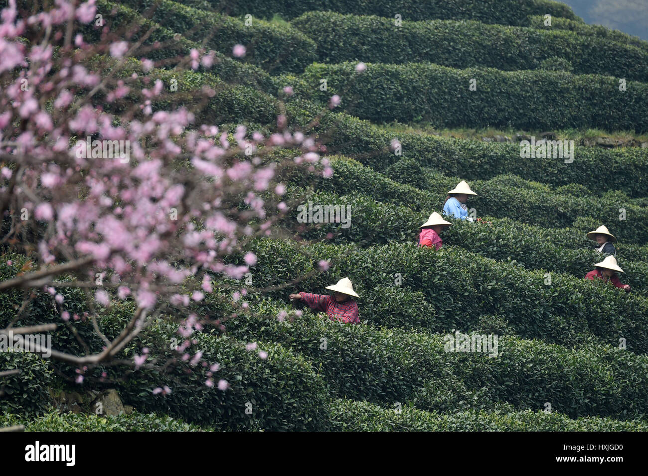 Hangzhou, China's Zhejiang Province. 29th Mar, 2017. Farmers pick West ...