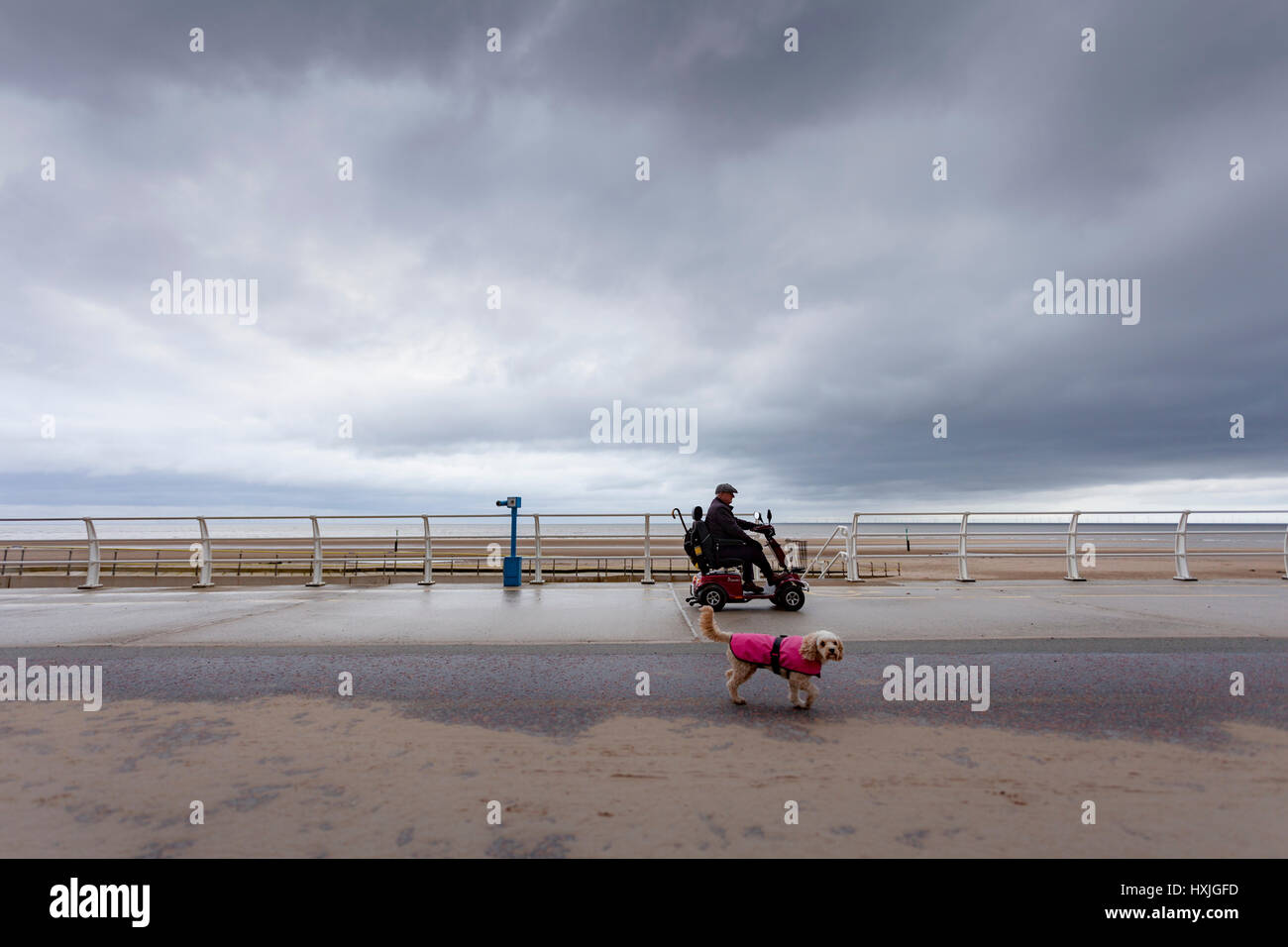 A disabled man walking his dog from his motorised wheel chair along the ...