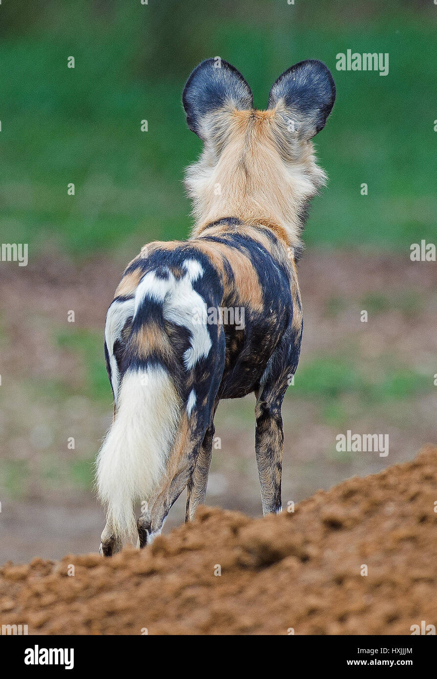 ZSL Whipsnade Zoo, UK. 29th March, 2017. Group of African hunting dogs ...