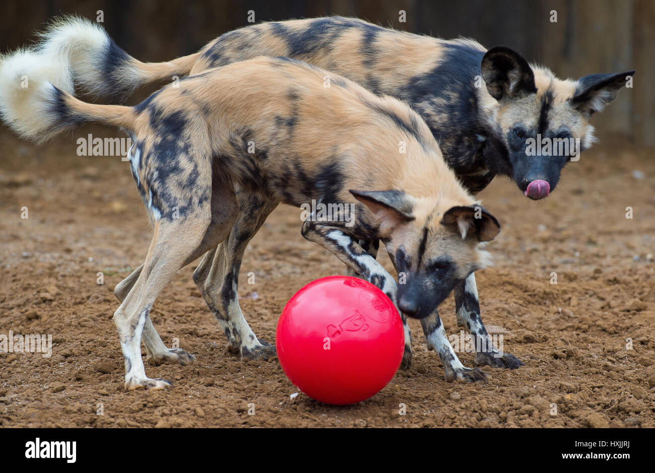 ZSL Whipsnade Zoo, UK. 29th March, 2017. Group of African hunting dogs ...