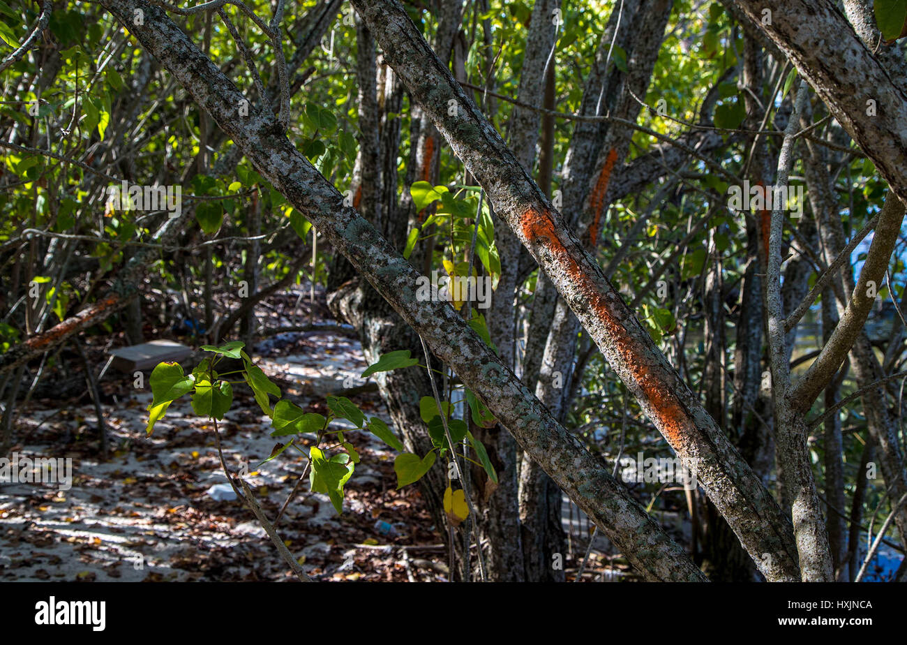 Mahoe hi-res stock photography and images - Alamy