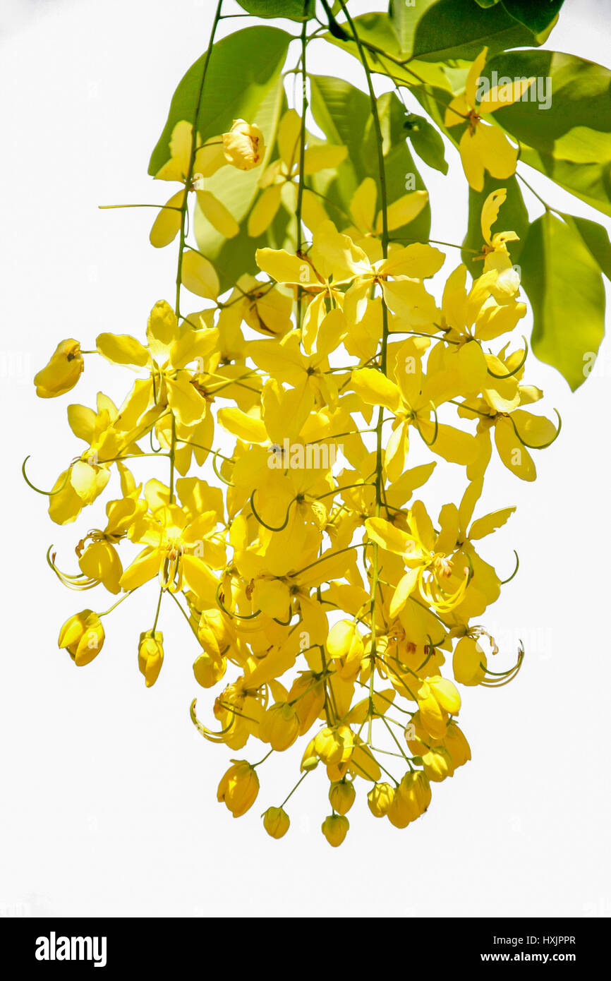 Beautiful Flowering cassia with isolated background Stock Photo - Alamy
