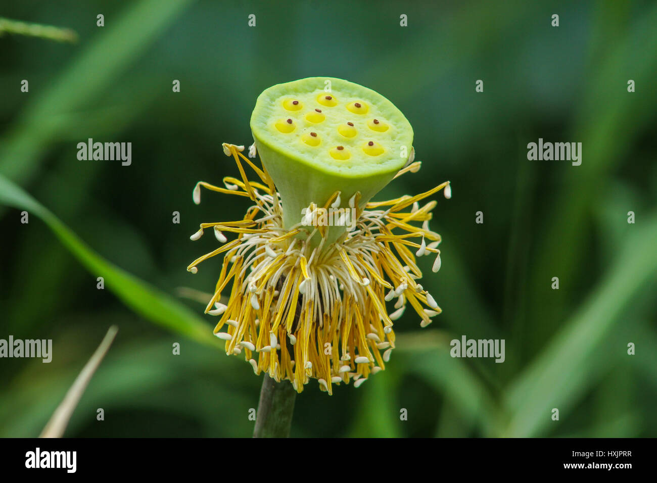Lotus seed was grow and Pollen Are falling Stock Photo - Alamy