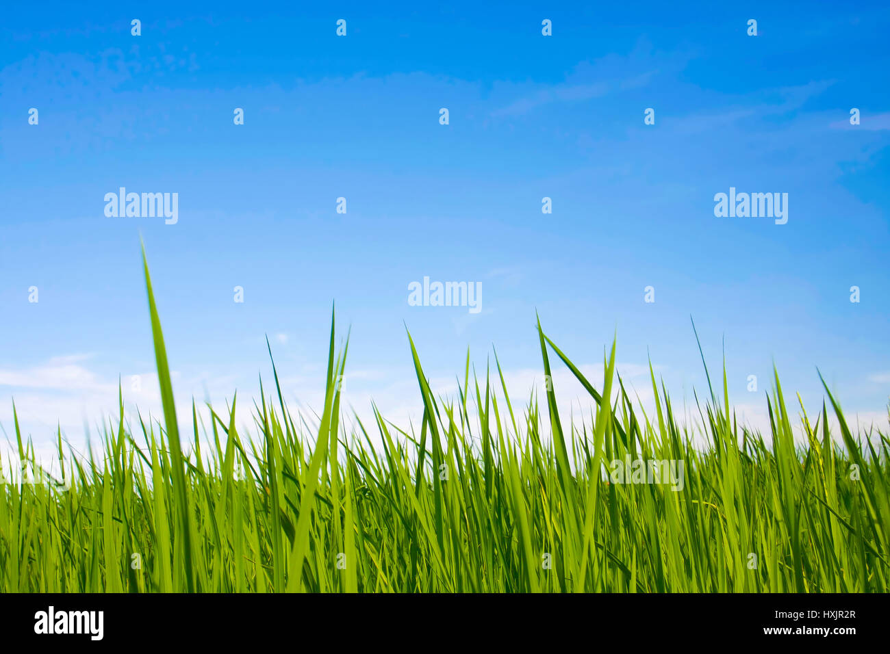 Rice with blue sky for wallpaper and background Stock Photo - Alamy
