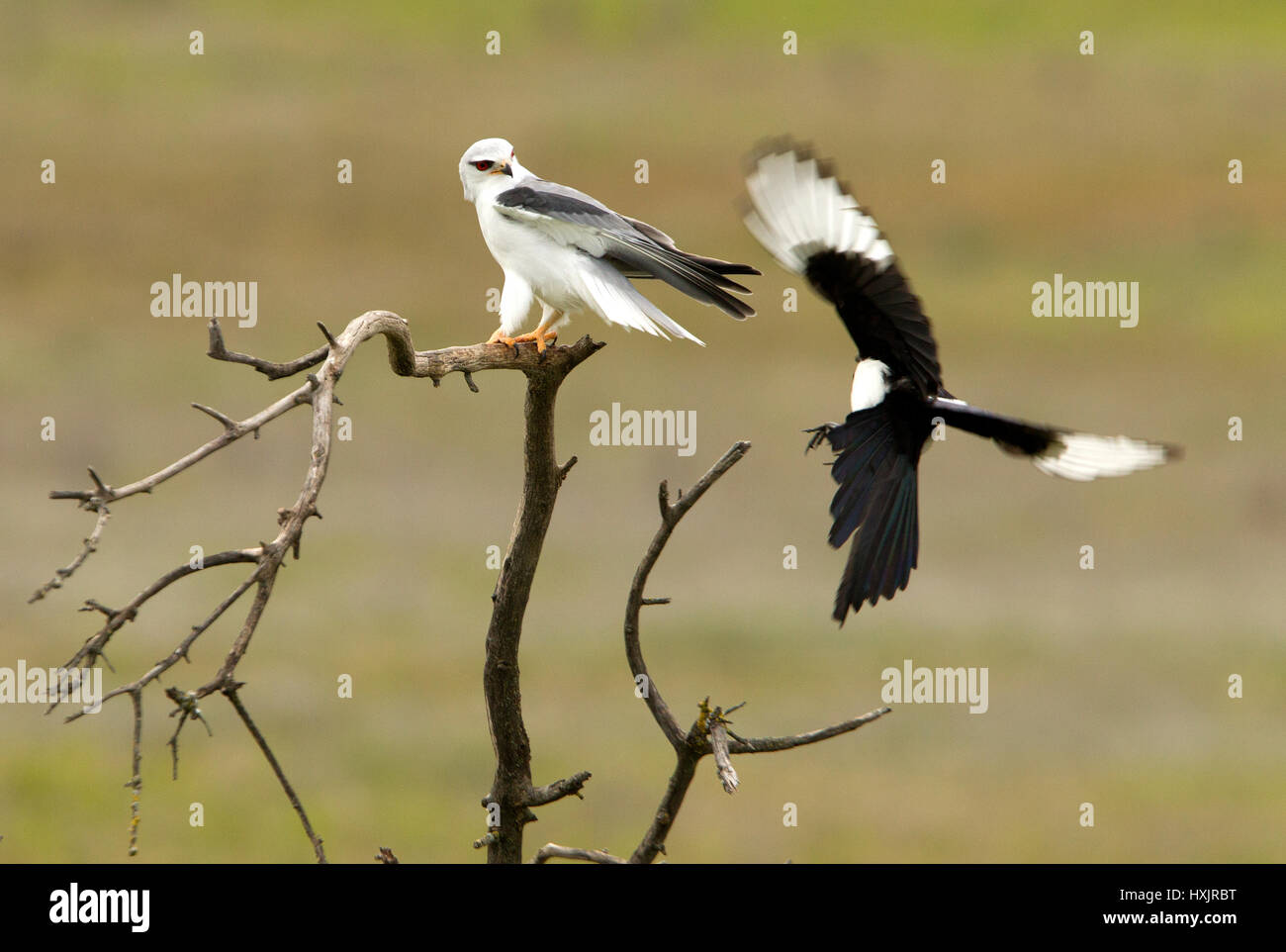 Black shouldered elanus hi-res stock photography and images - Alamy