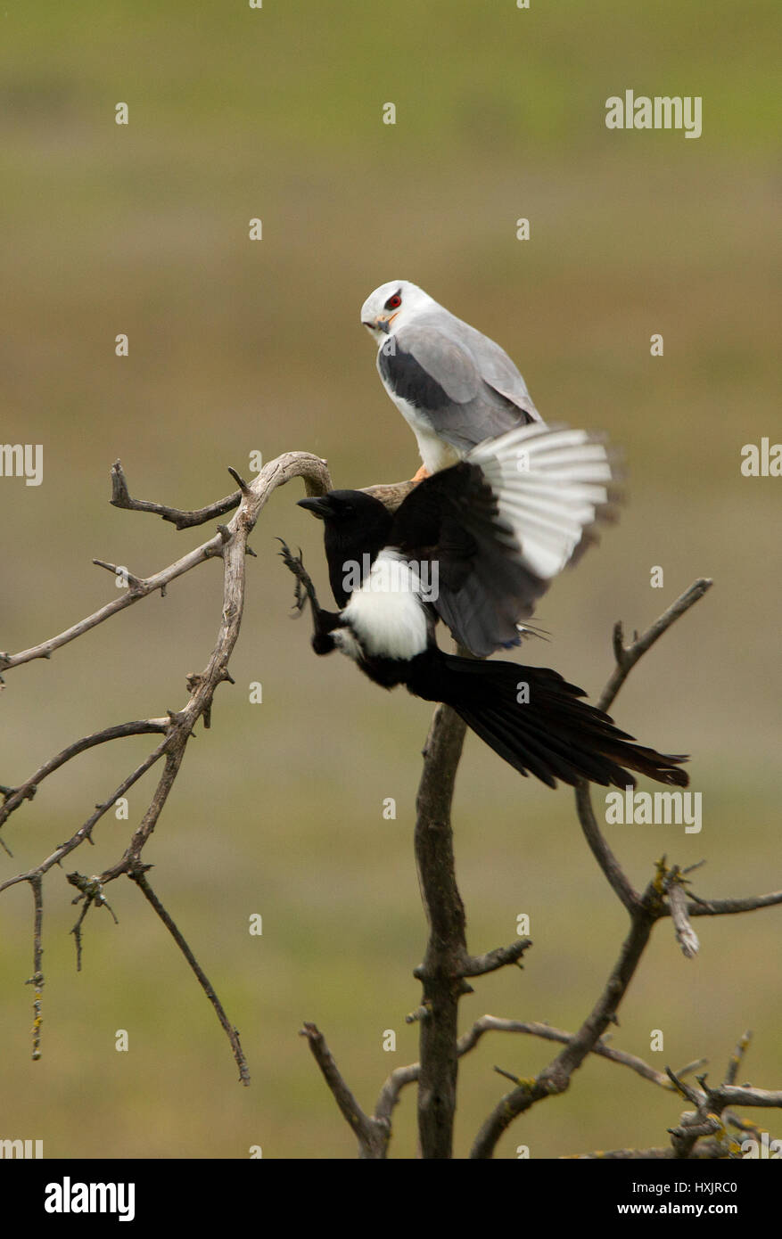 Black shouldered elanus hi-res stock photography and images - Alamy