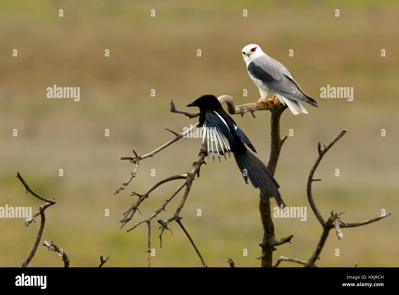 Black shouldered elanus hi-res stock photography and images - Alamy