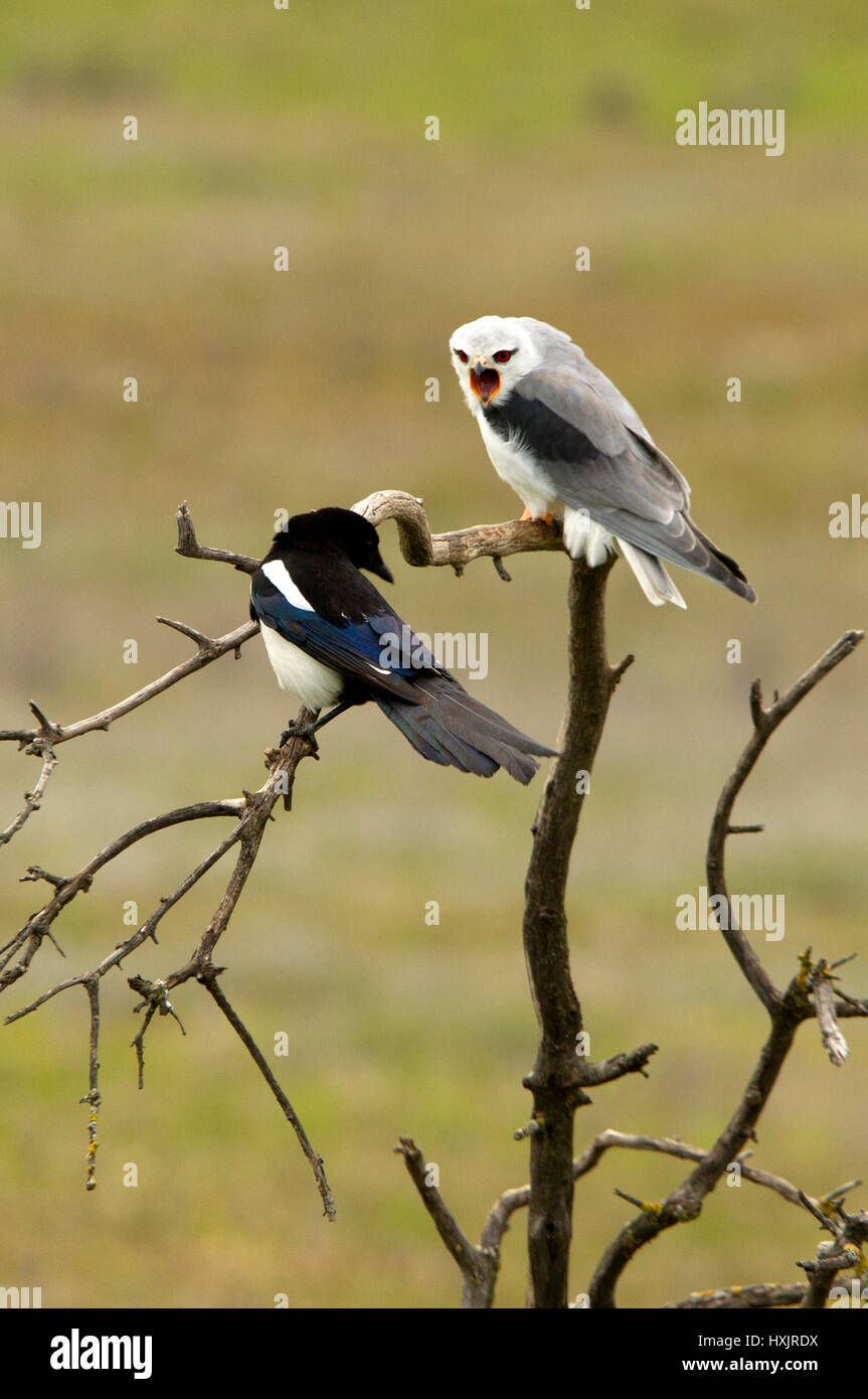 Black shouldered elanus hi-res stock photography and images - Alamy
