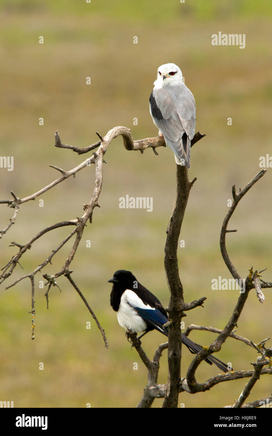 Black shouldered elanus hi-res stock photography and images - Alamy